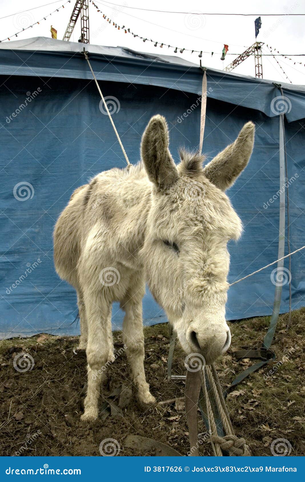 Sad donkey stock photo. Image of secure, wistful, lone - 3817626