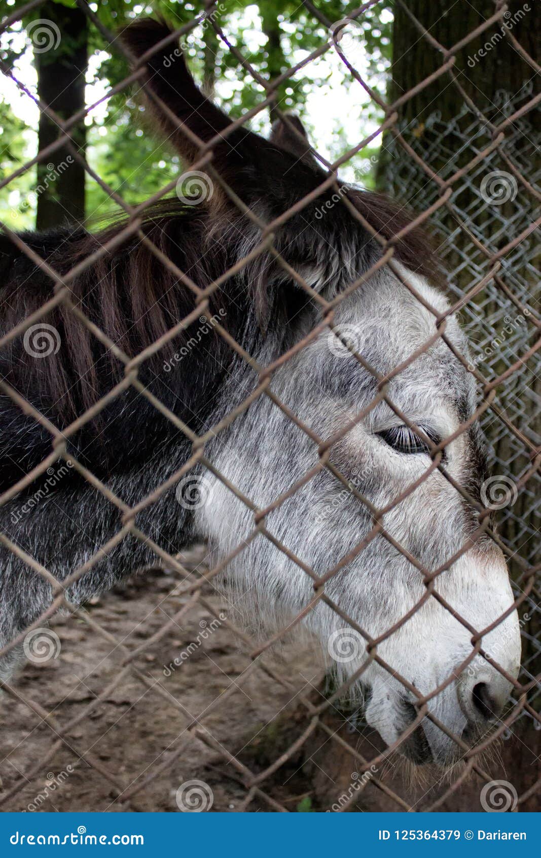 Sad Donkey Behind the Fence. Stock Image - Image of working, gray ...