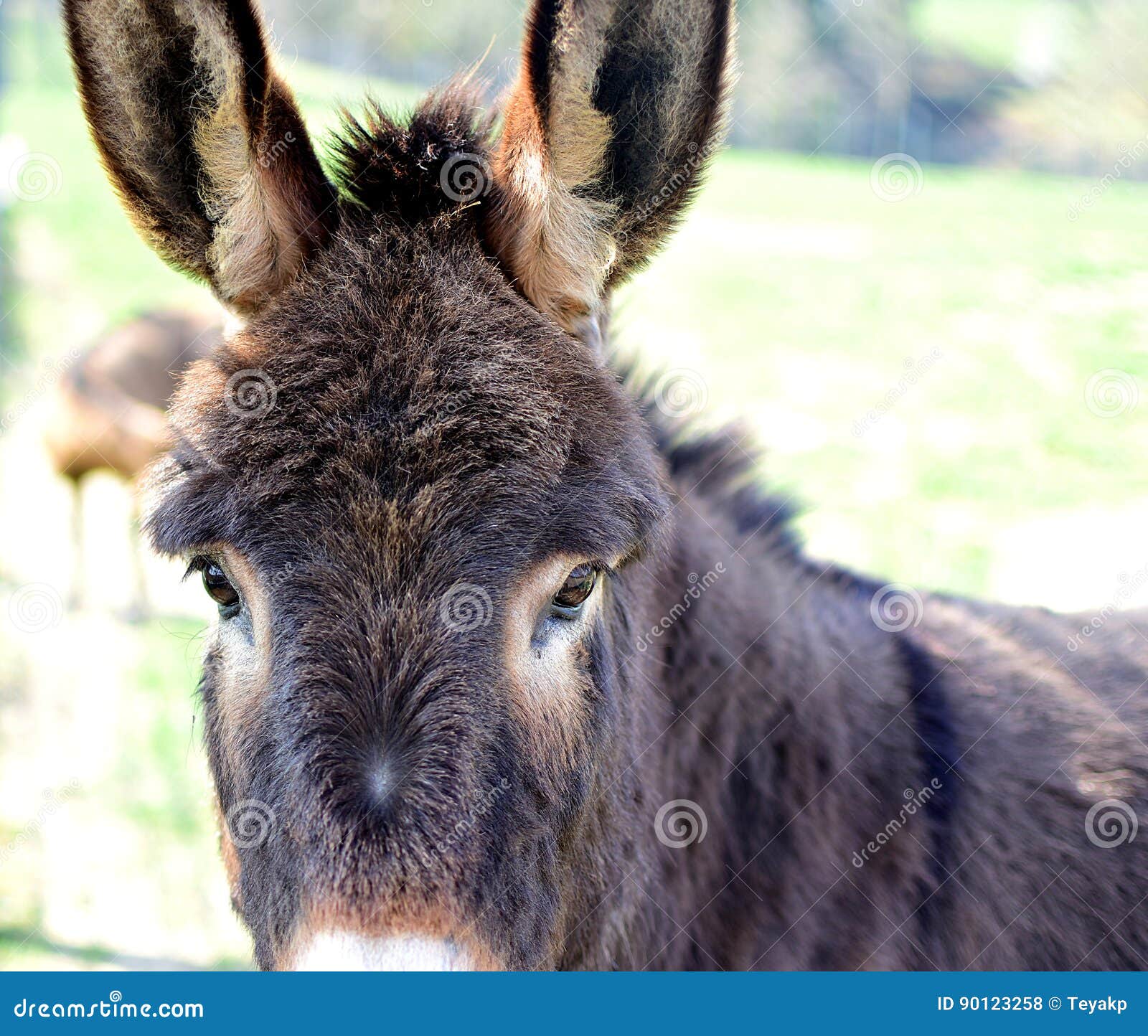 Sad donkey stock photo. Image of outdoors, eyes, peeking - 90123258