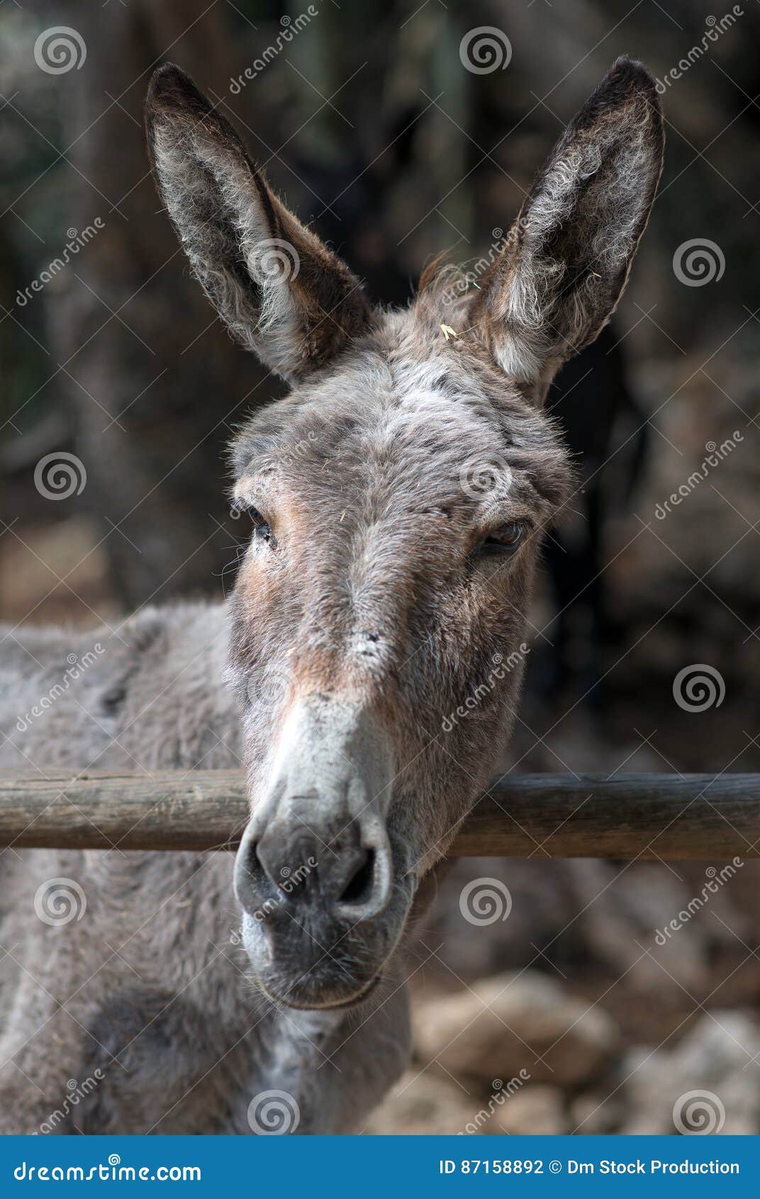 Sad donkey. stock photo. Image of donkey, grassland, furry - 87158892