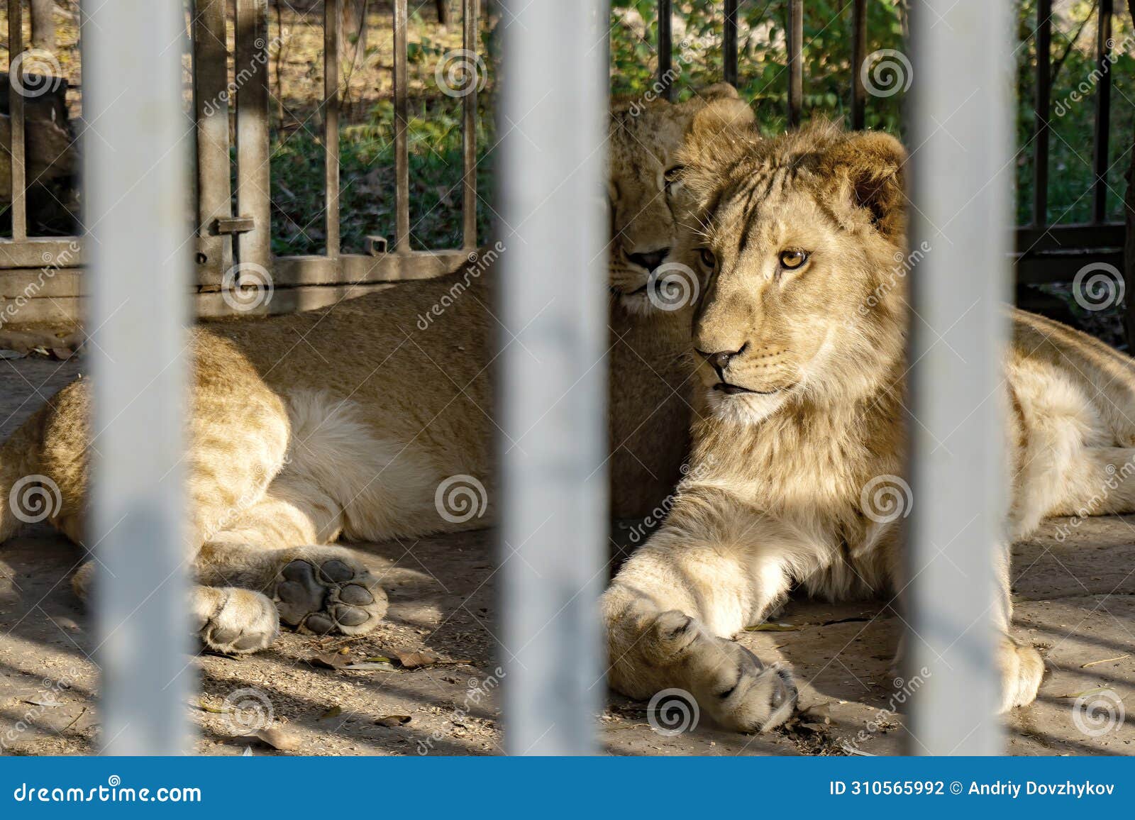 Sad and Dreary Lioness in a Zoo Cage Stock Photo - Image of female ...