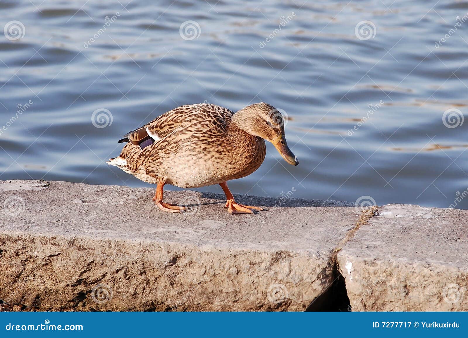 Sad duck stock image. Image of lonely, animals, female - 7277717