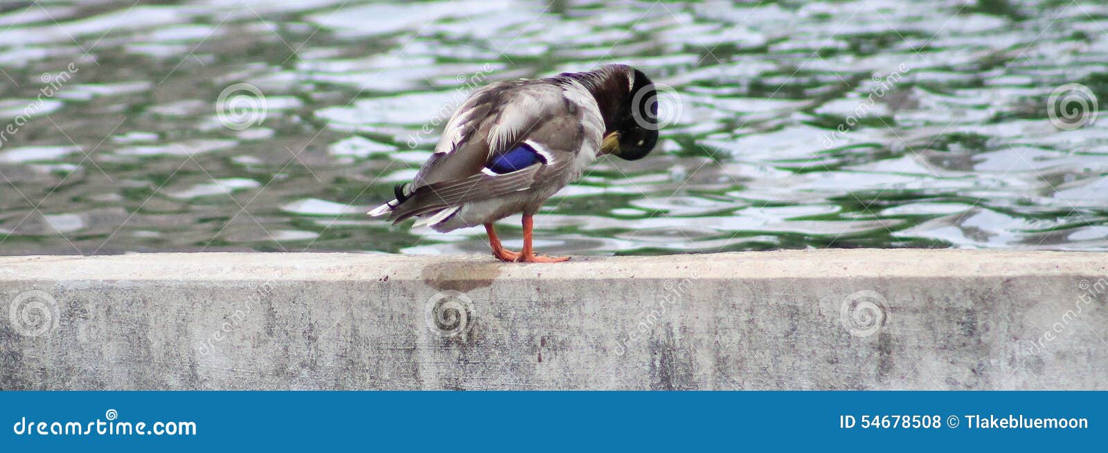 Sad Duck stock photo. Image of marshall, spring, park - 54678508