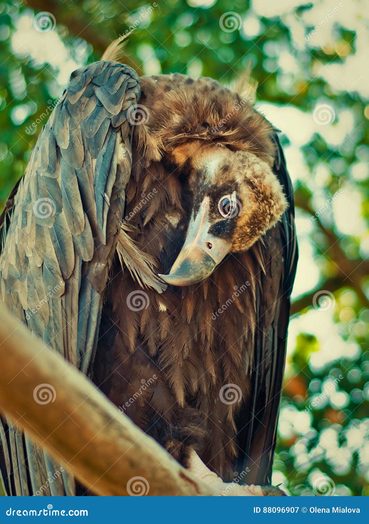 Sad eagle stock image. Image of natural, wild, animal - 88096907