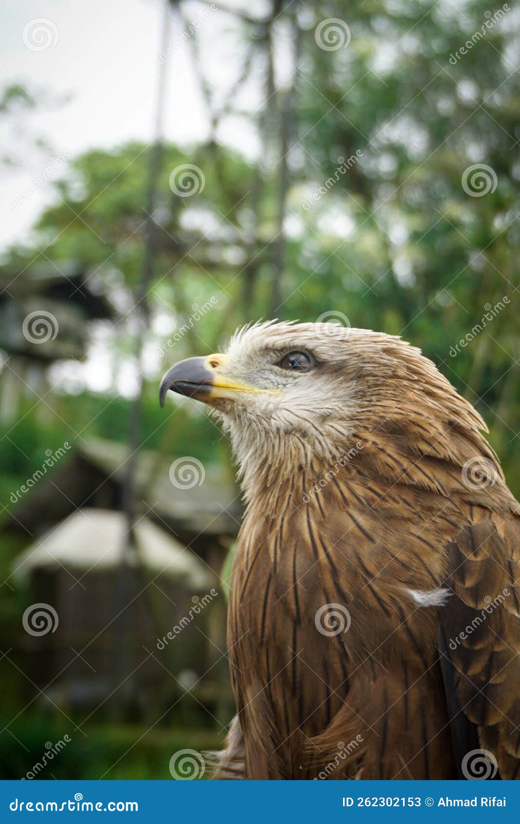 Sad eagle in the nature stock image. Image of bird, forest - 262302153