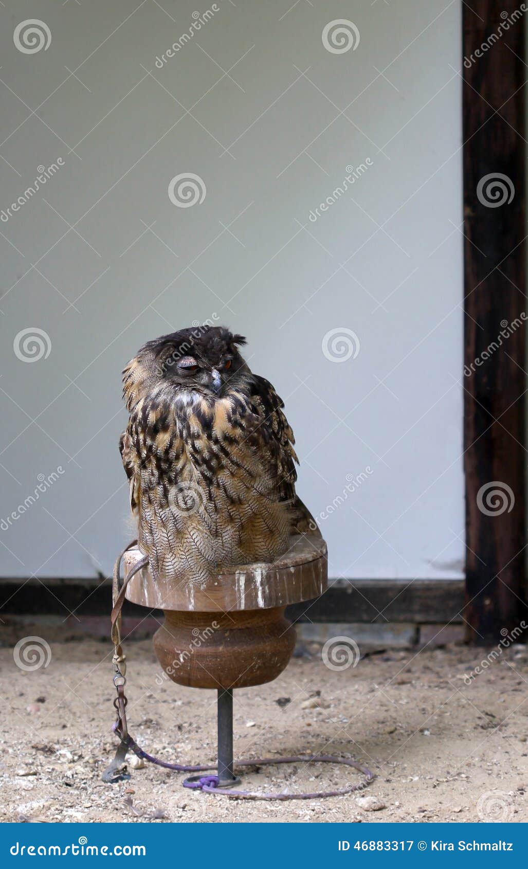 Sad Eagle Ourl Sitting in the Cage Stock Image - Image of wild, catch ...
