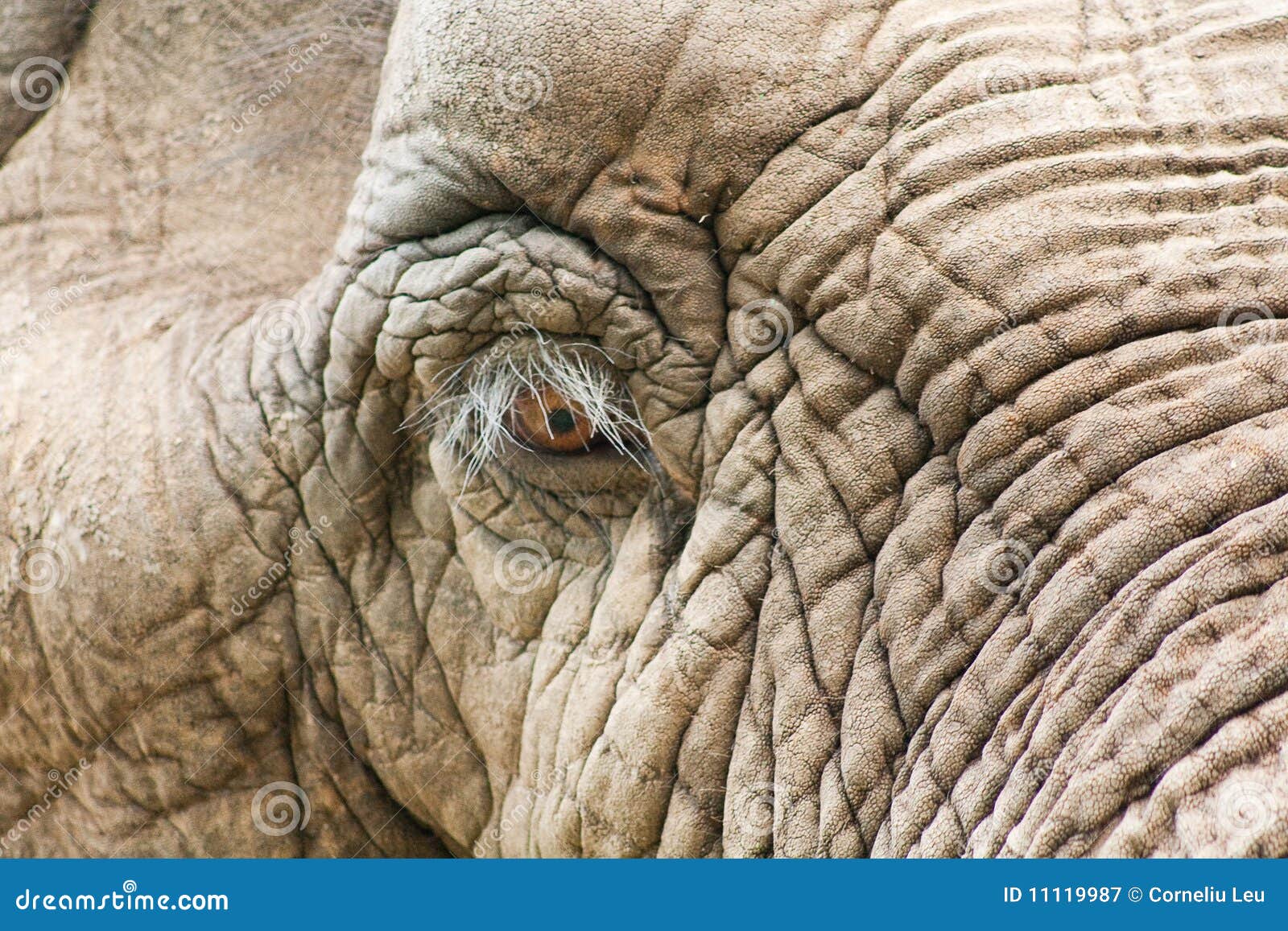 Sad elephant stock image. Image of alone, mood, expression - 11119987