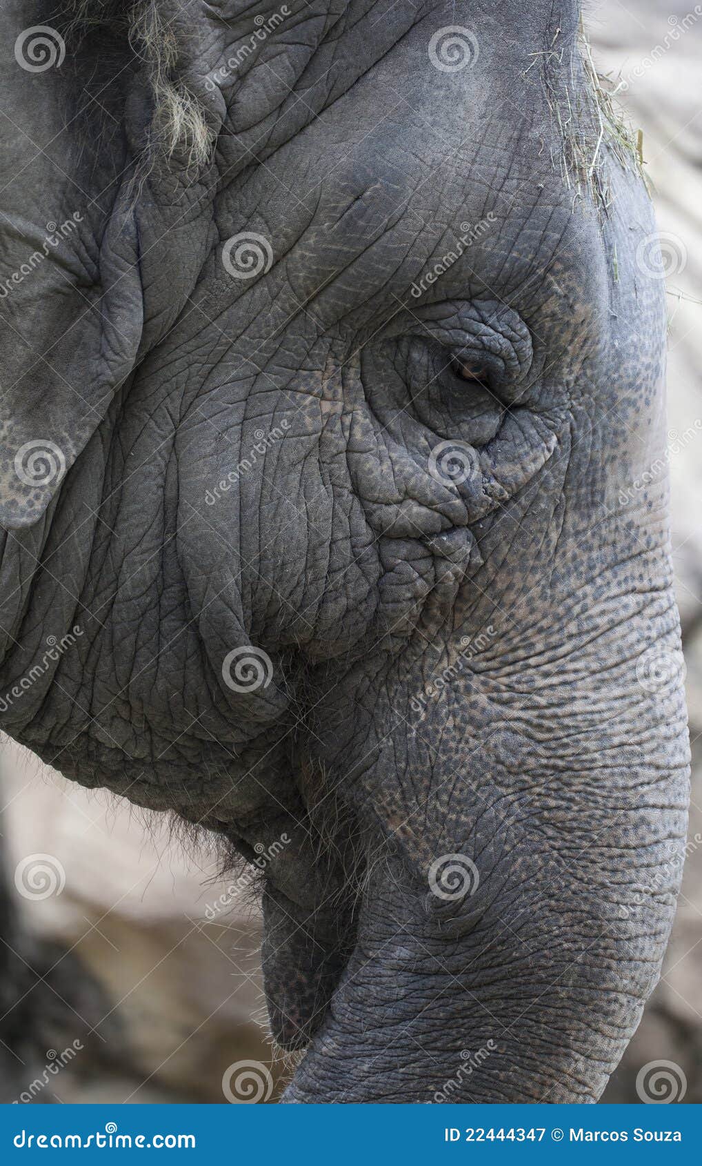 Sad Elephant stock image. Image of elephant, mammal, depressed - 22444347