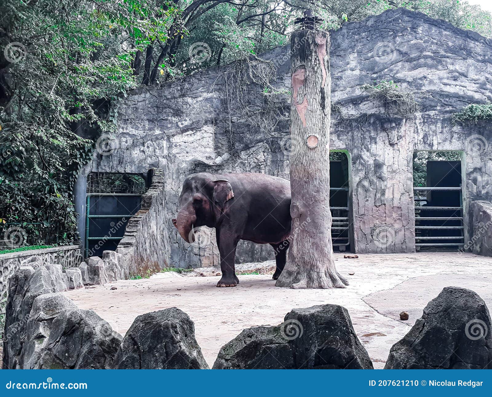 Sad Elephant in the Zoo stock photo. Image of plant - 207621210