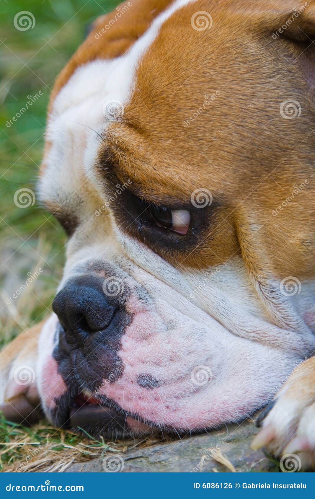 Sad English Bulldog stock photo. Image of outdoors, worried - 6086126