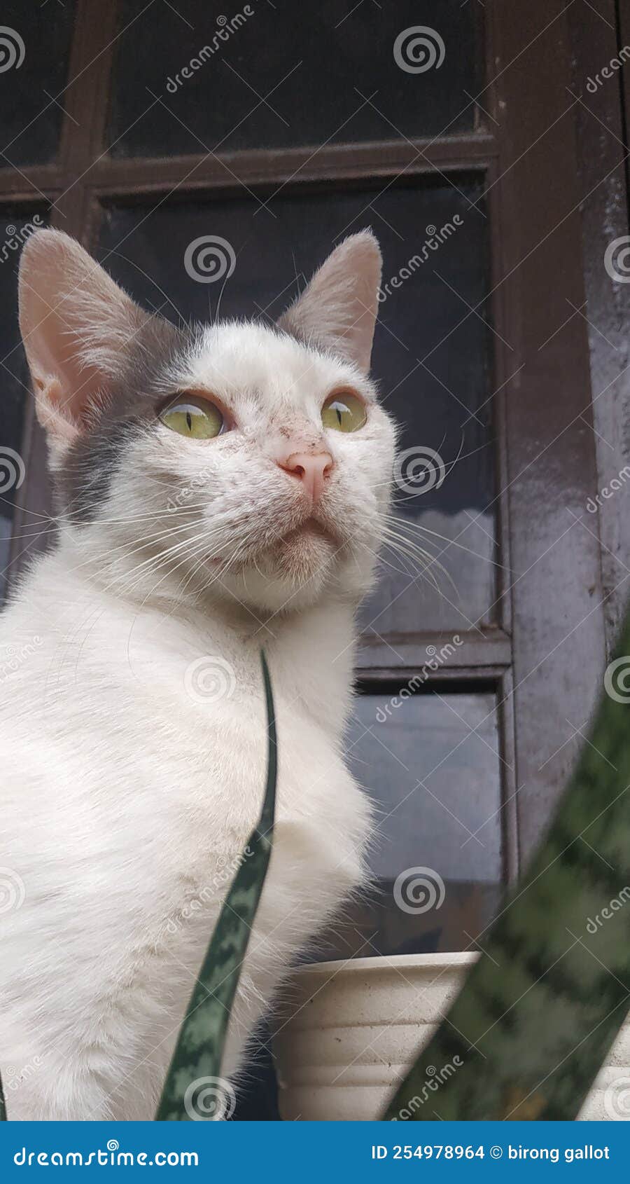Sad expresion kitten stock photo. Image of white, animal - 254978964