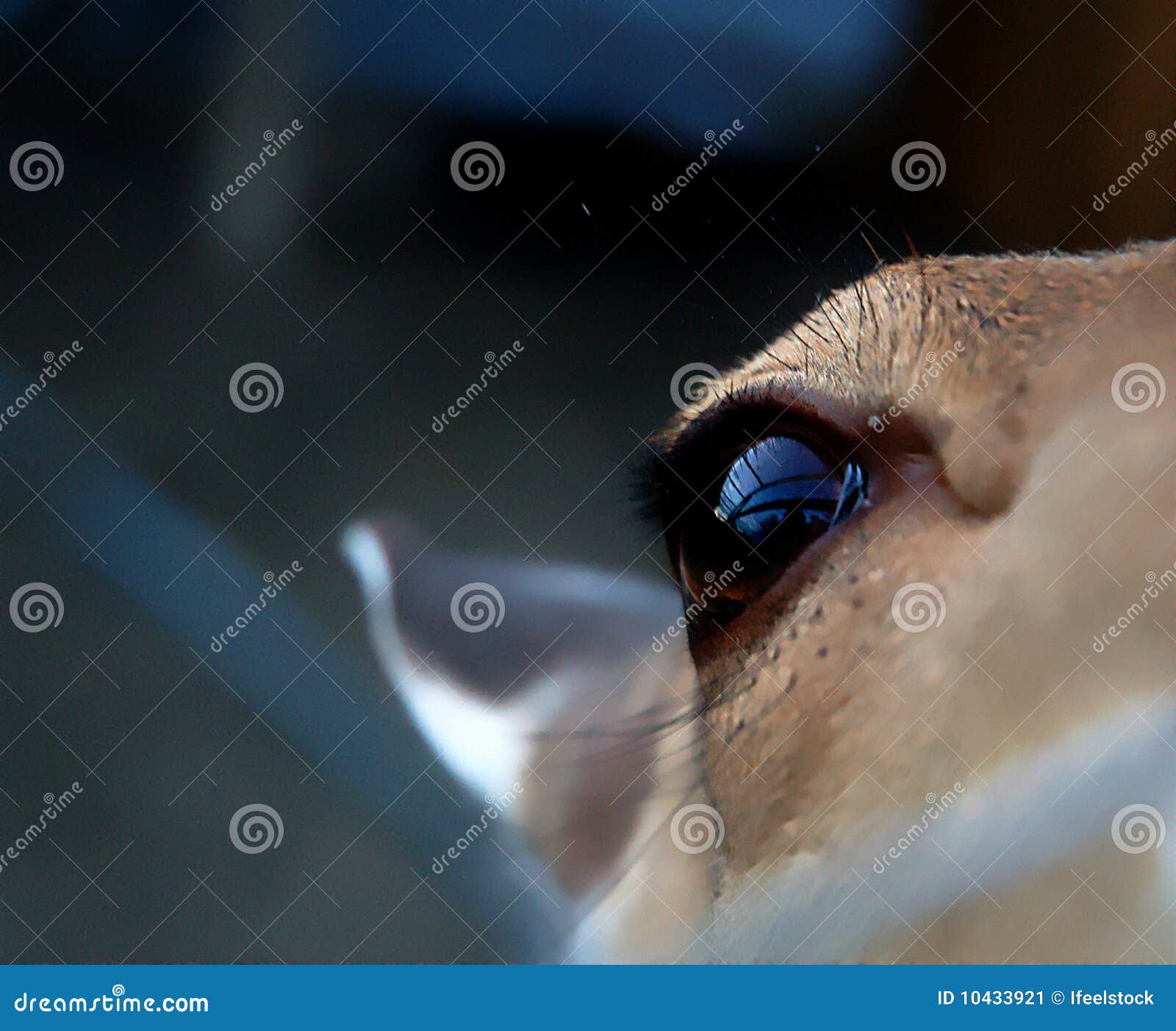 Sad Eye: Animal in Captivity Stock Image - Image of beauty, mammal ...