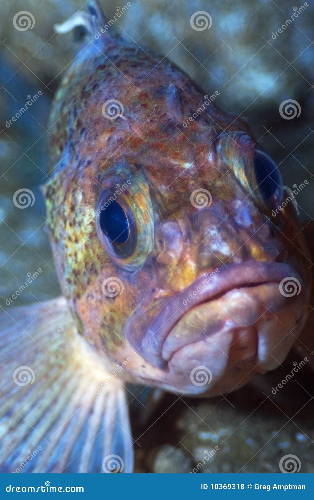 Sad Eyes stock photo. Image of reef, fish, creature, copper - 10369318 Sad Eyes stock photo. Image of reef, fish, creature, copper - 10369318