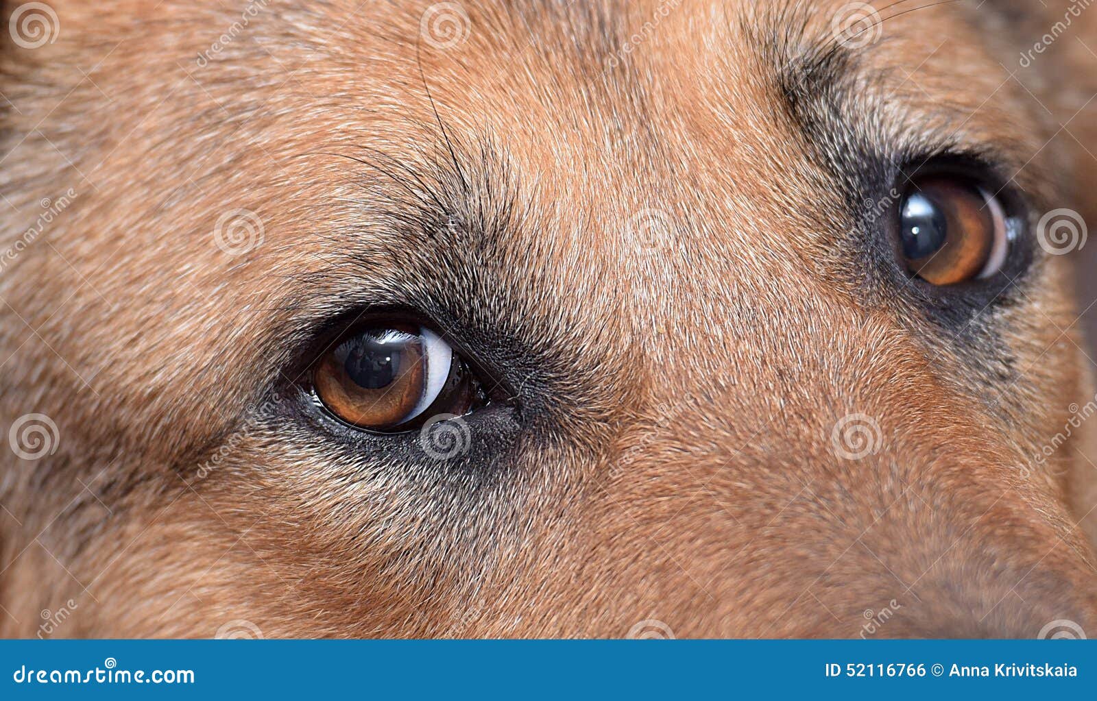 Sad eyes brown dog stock photo. Image of detail, breed - 52116766