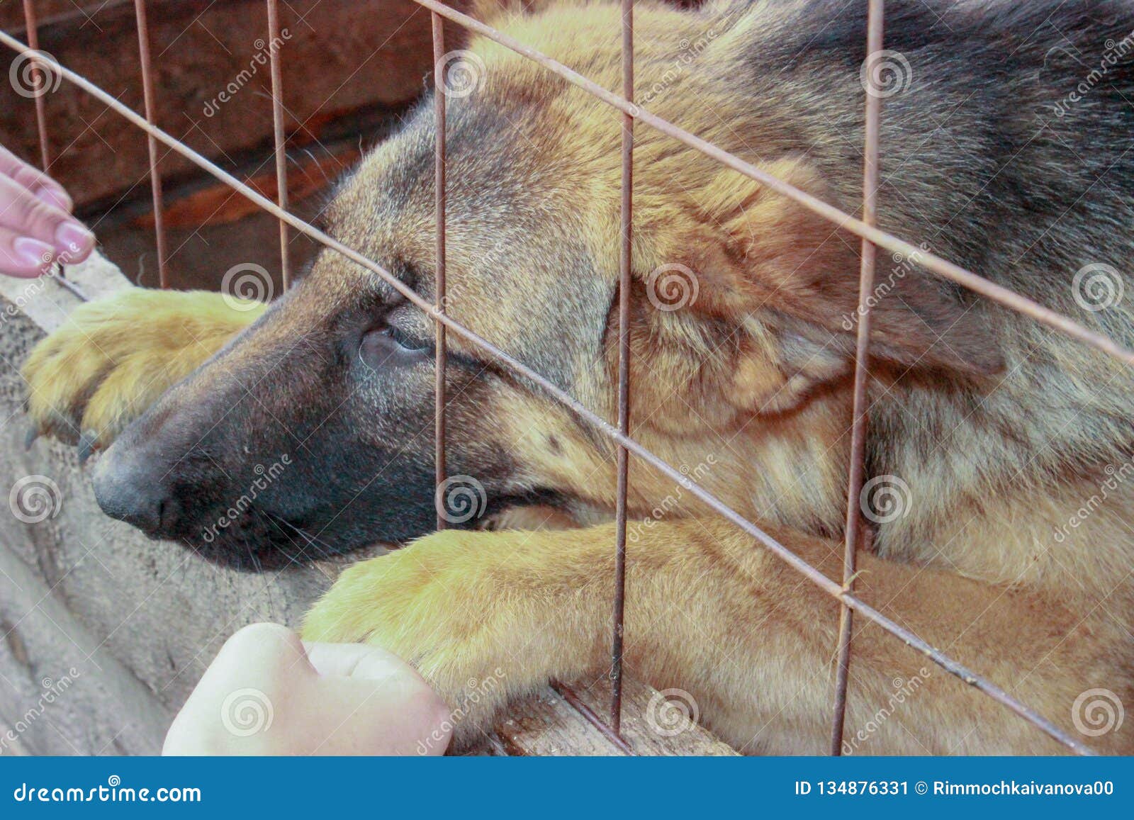 Sad German Shepherd in Aviary Stock Image - Image of closeupn, parkn ...