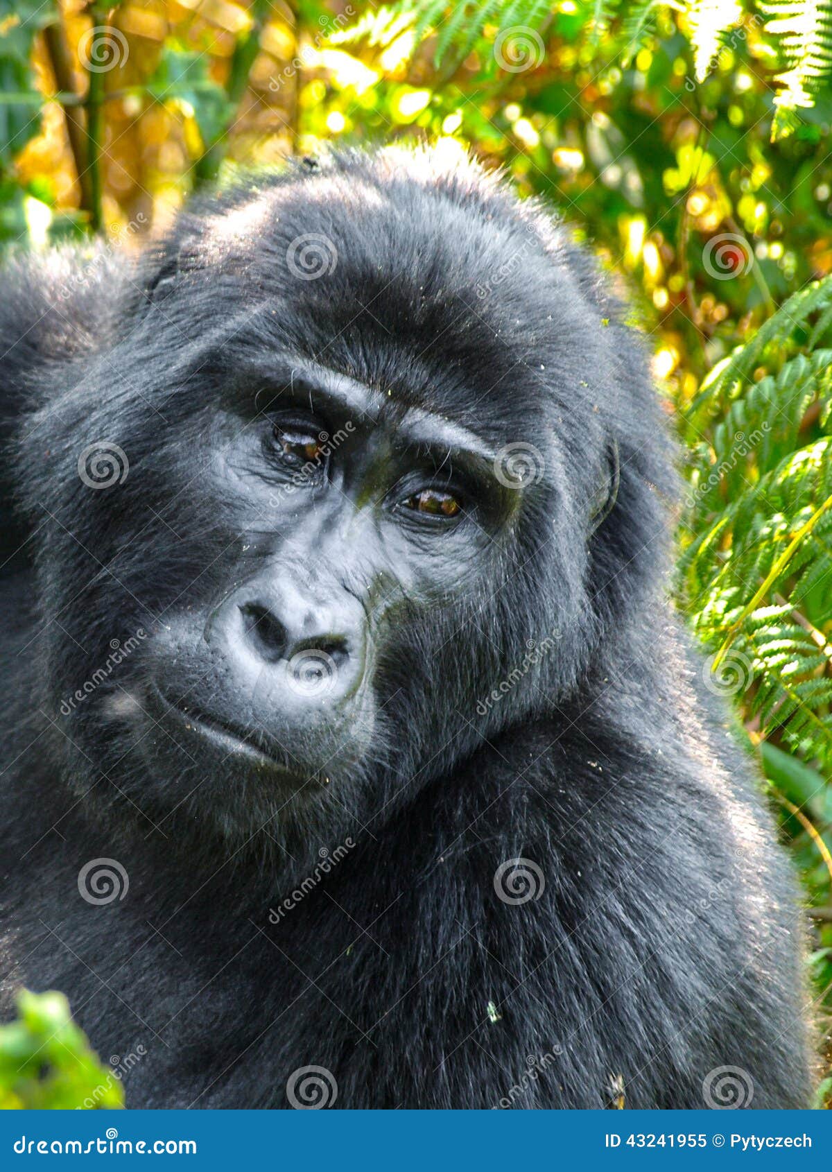 Sad eyes of gorilla stock image. Image of cute, african - 43241955