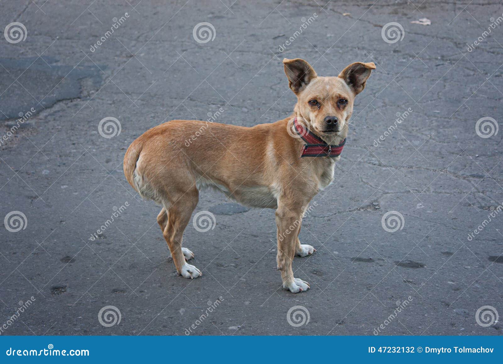 Eyes Of Stray Dog In Night Time, They Are Waiting Food Royalty-Free ...