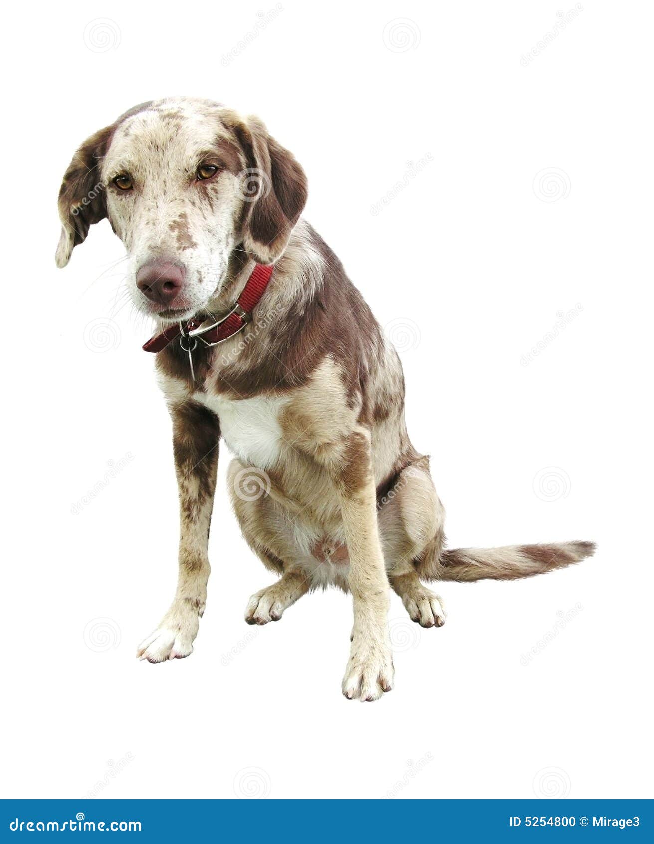 Sad Face Dog Isolated White Background Stock Photo - Image of pattern ...