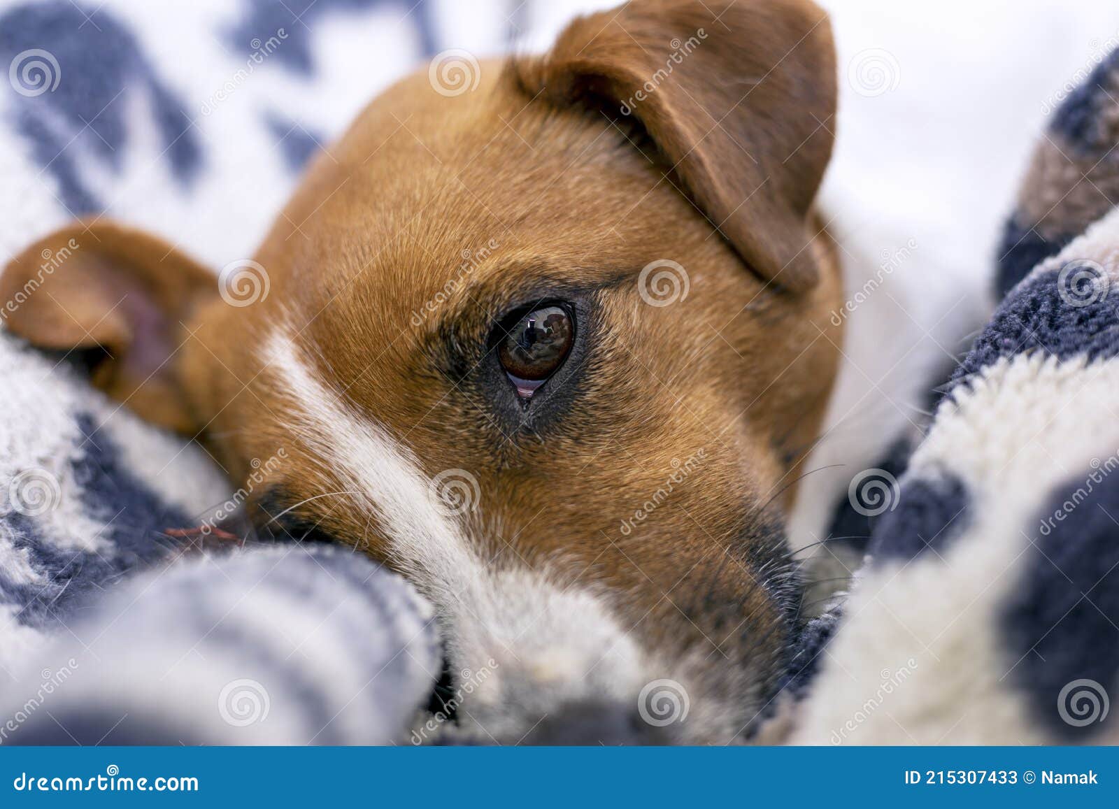 Sad Face of Jack Russell Terrier on a Leopard Blanket, Horizontal Stock ...