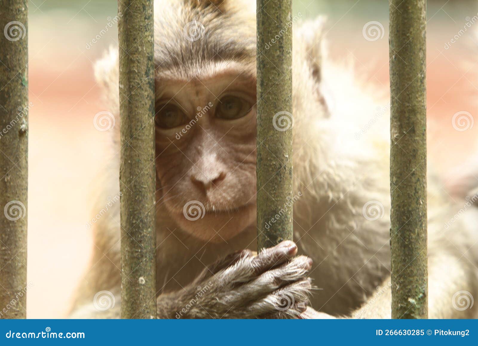 Sad Face of a Monkey in a Cage Stock Image - Image of head, animal ...