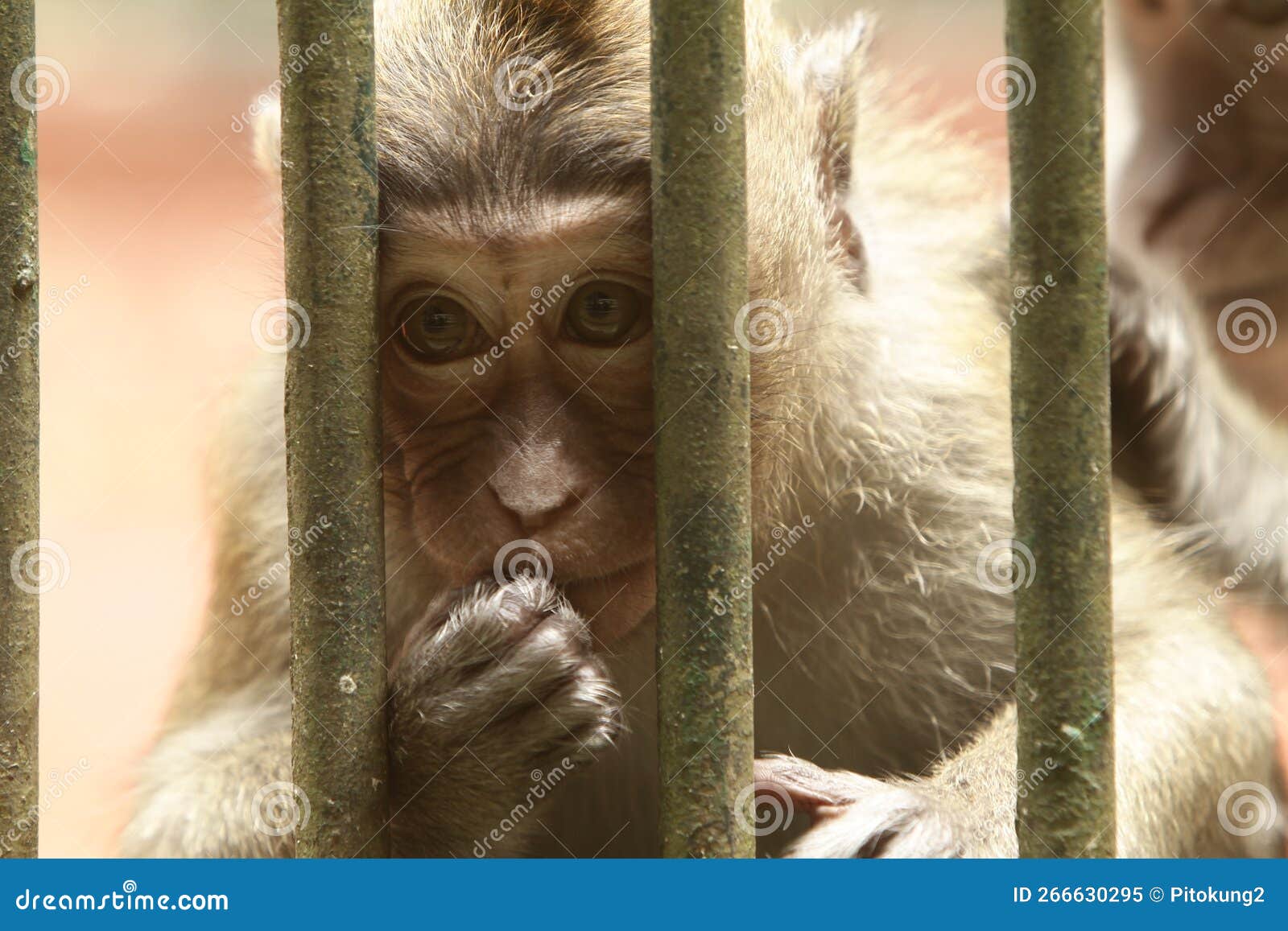 Sad Face of a Monkey in a Cage Stock Image - Image of face, macaque ...