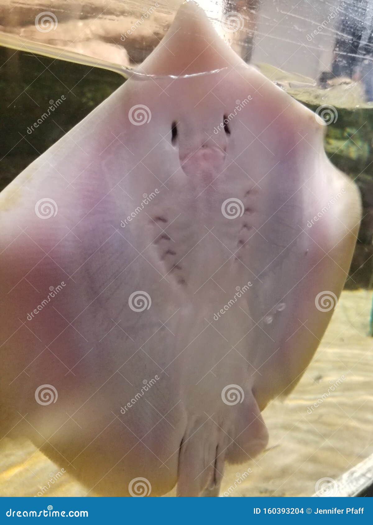 Sad face Stingray stock photo. Image of stingray, cutefish - 160393204