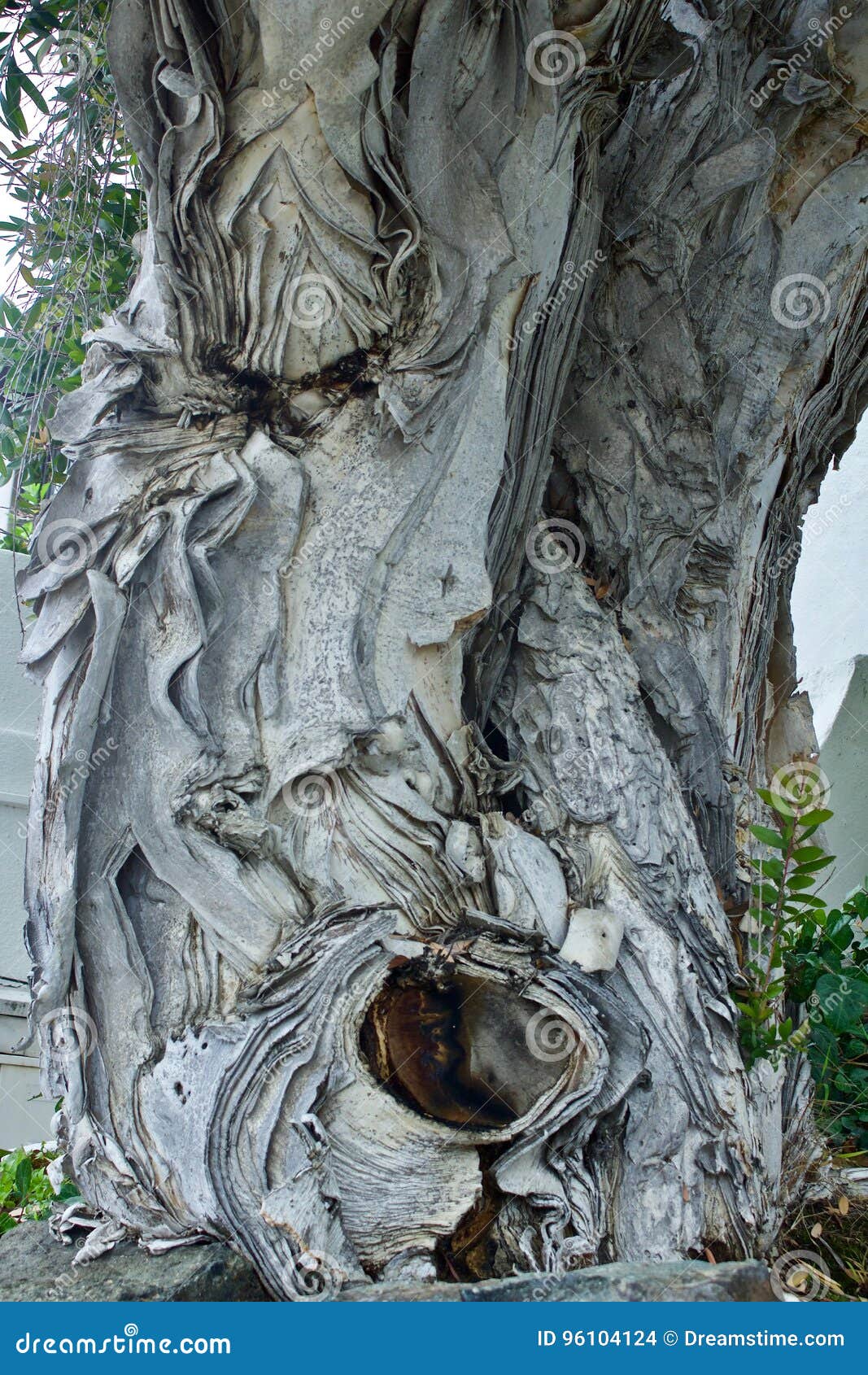 Sad face tree trunk stock photo. Image of wooden, wood - 96104124