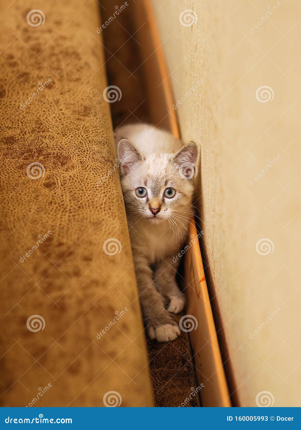 Sad Face of a Young Thai Kitten Stock Image - Image of eyes, pretty ...