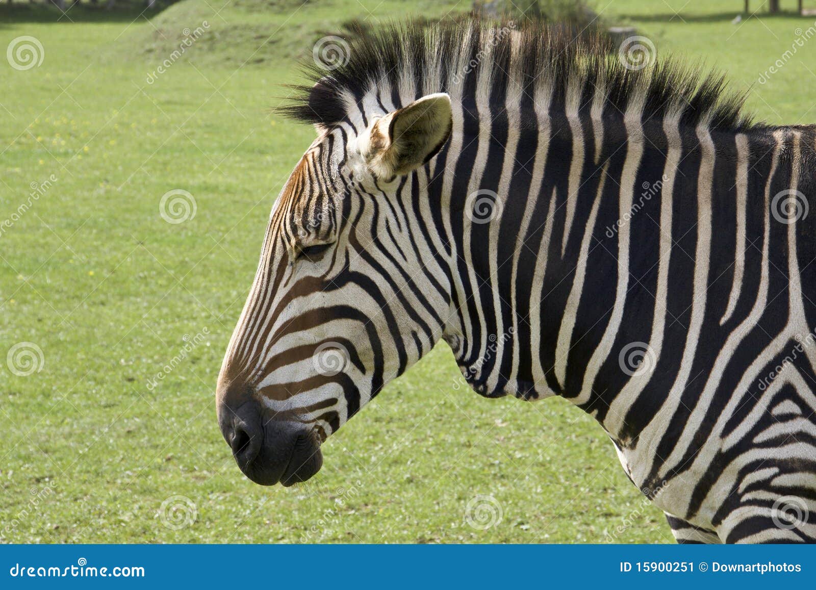 Sad Faced Zebra stock image. Image of face, white, field - 15900251