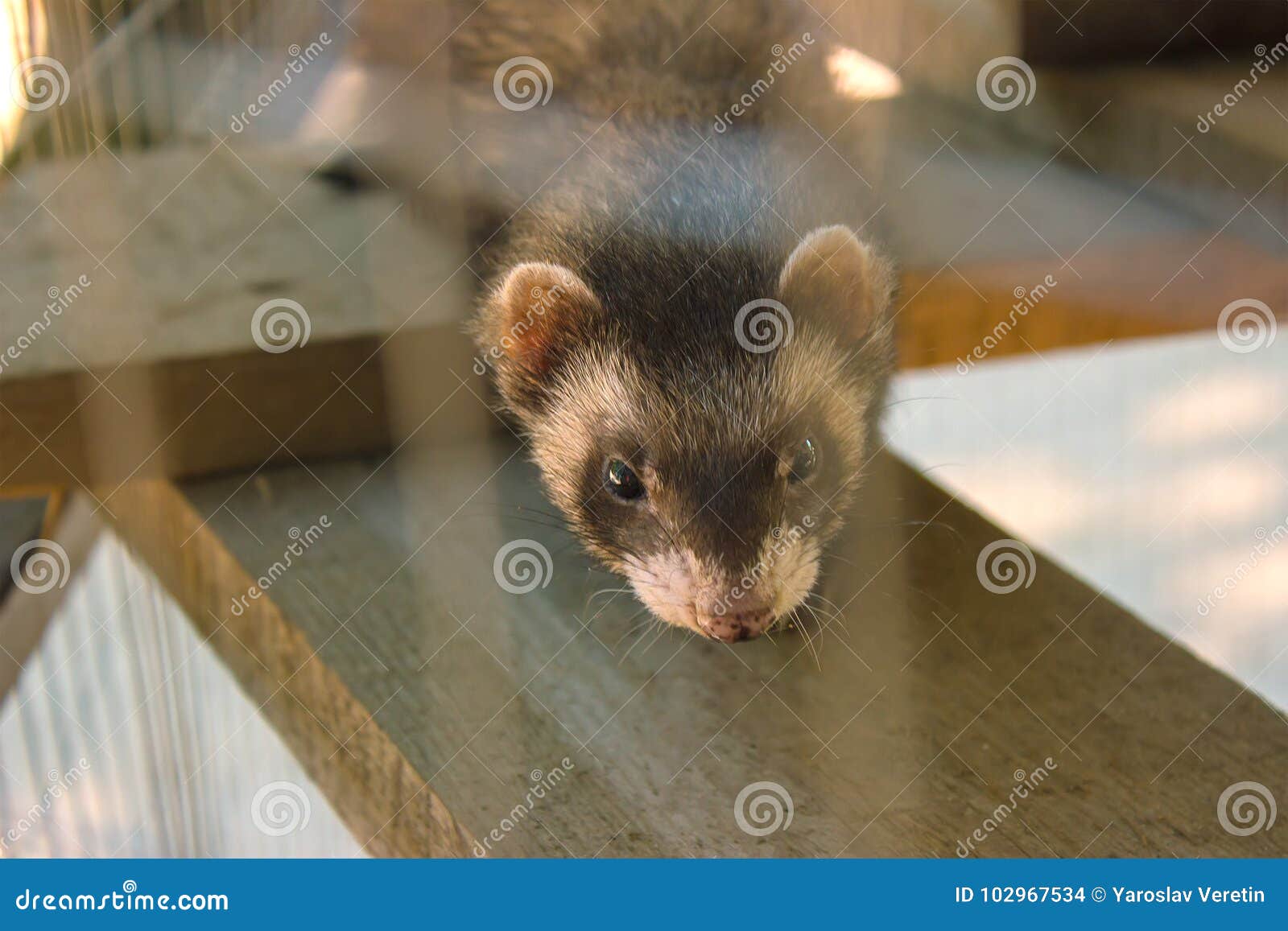 Sad Ferret in the Cage Resting. Stock Photo - Image of animal, zoology ...