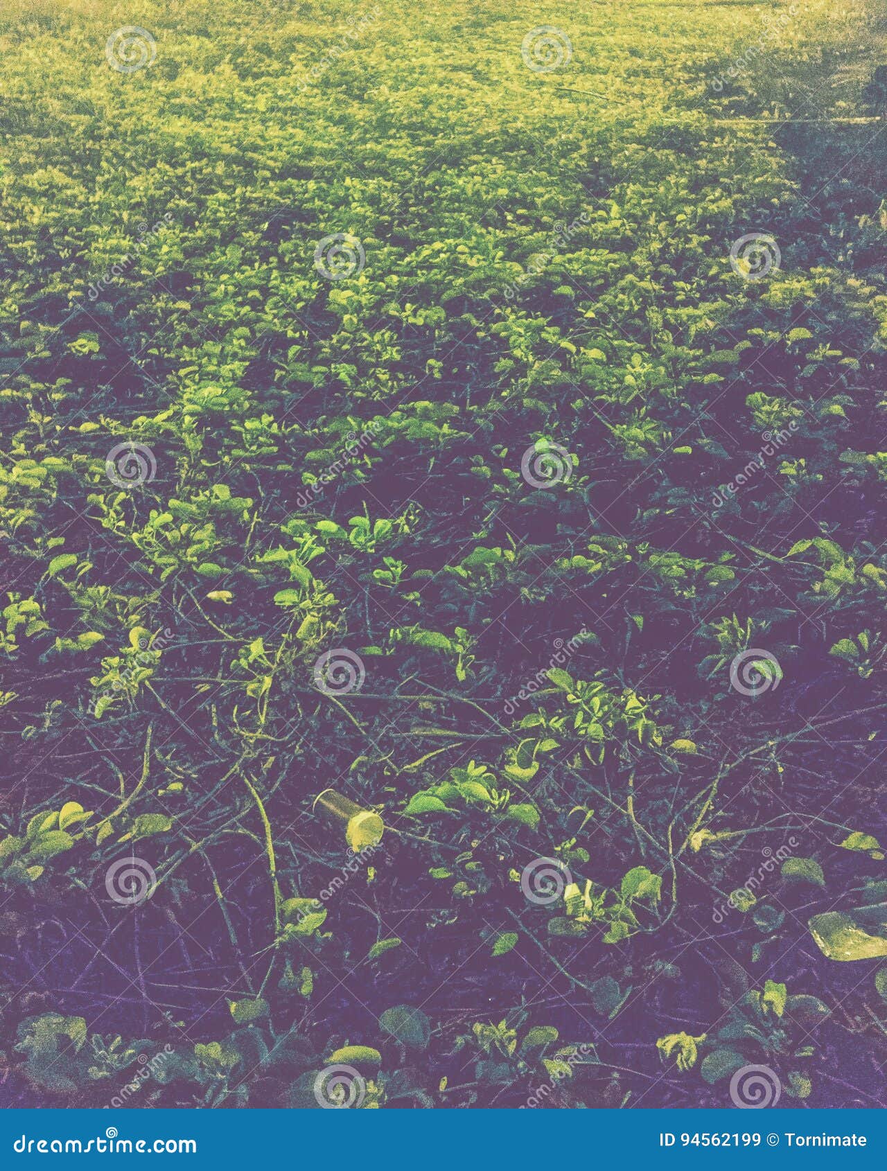 Sad field. stock image. Image of yellow, grass, overlay - 94562199