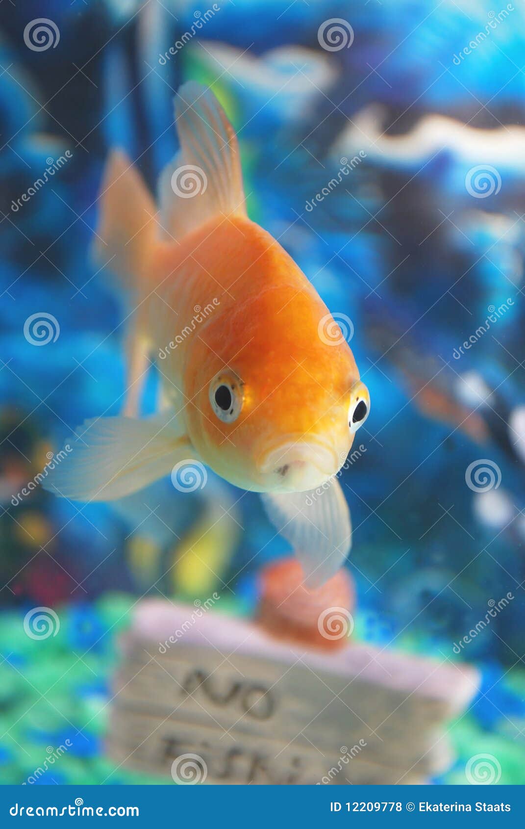 Sad fish. stock photo. Image of mouth, gold, orange, open - 12209778