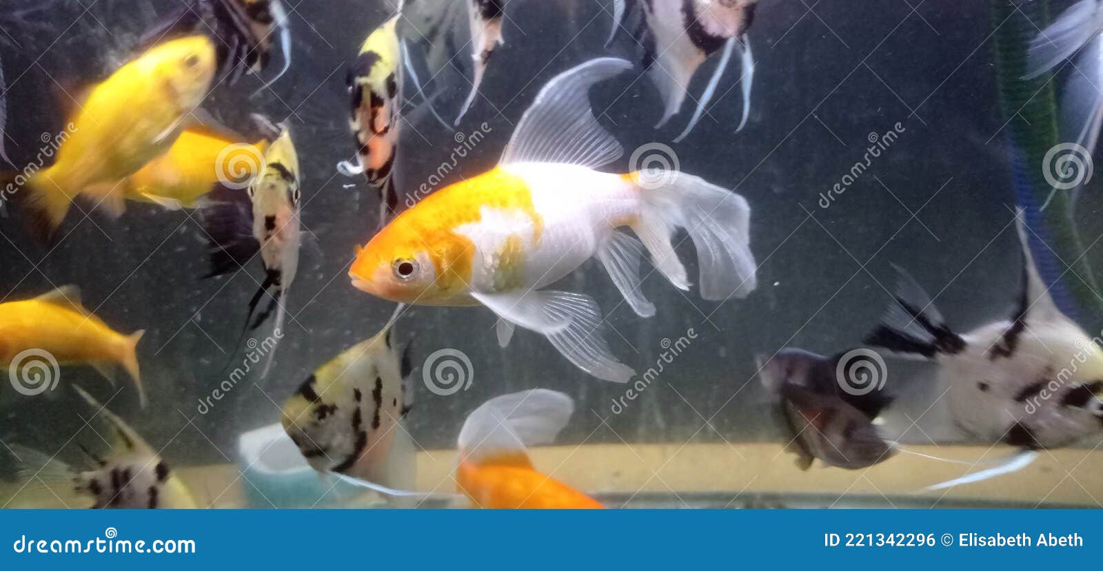 Sad fish from aquarium stock photo. Image of amphibian - 221342296