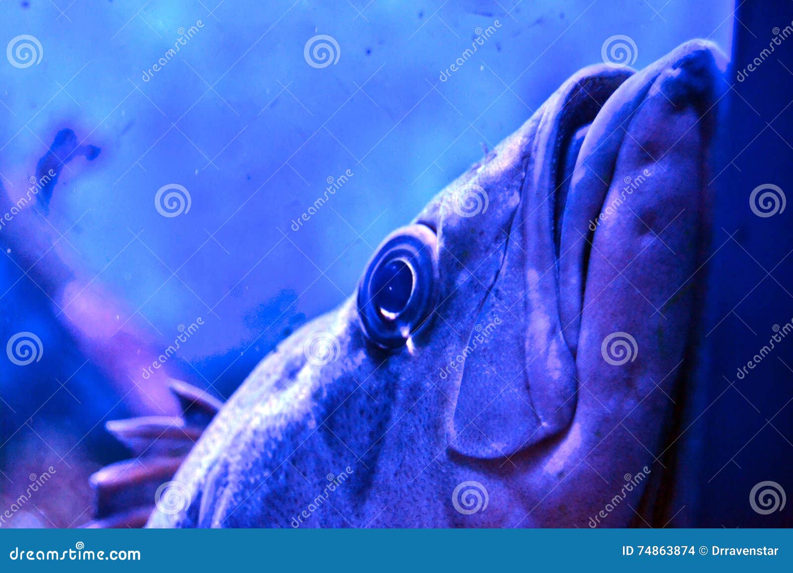 Sad Fish stock photo. Image of underwater, grouper, sealife - 74863874