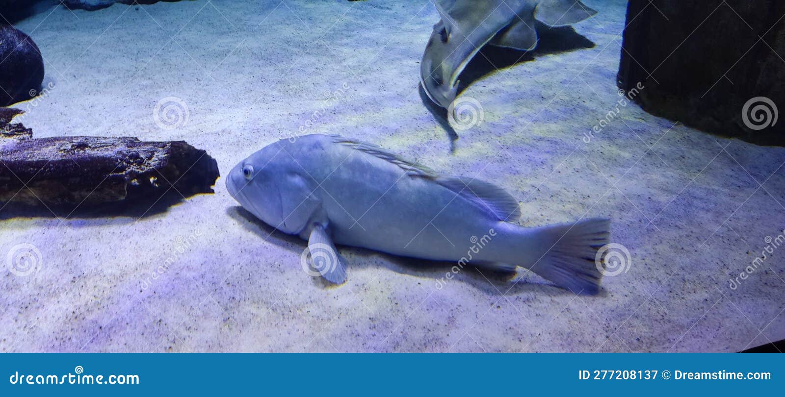 Sad fish under the sea stock image. Image of fish, aquarium - 277208137