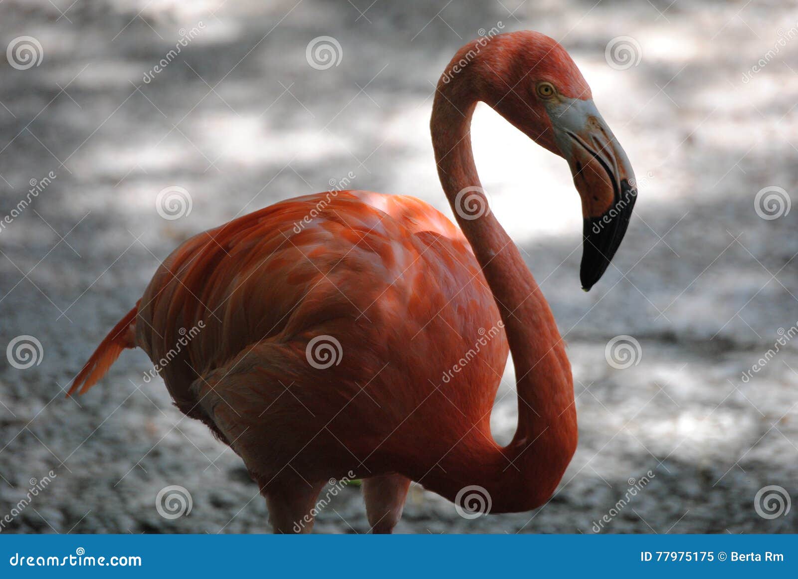 Sad Flamingo stock image. Image of salvaje, portrait - 77975175