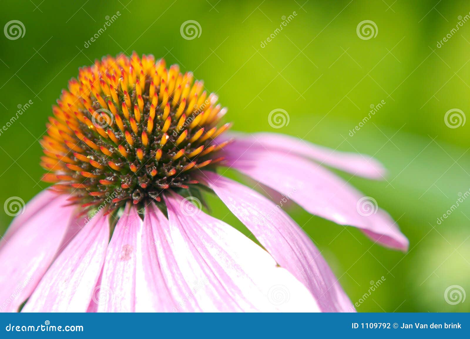 10 Selected sad flower desktop wallpaper You Can Download It Without A ...