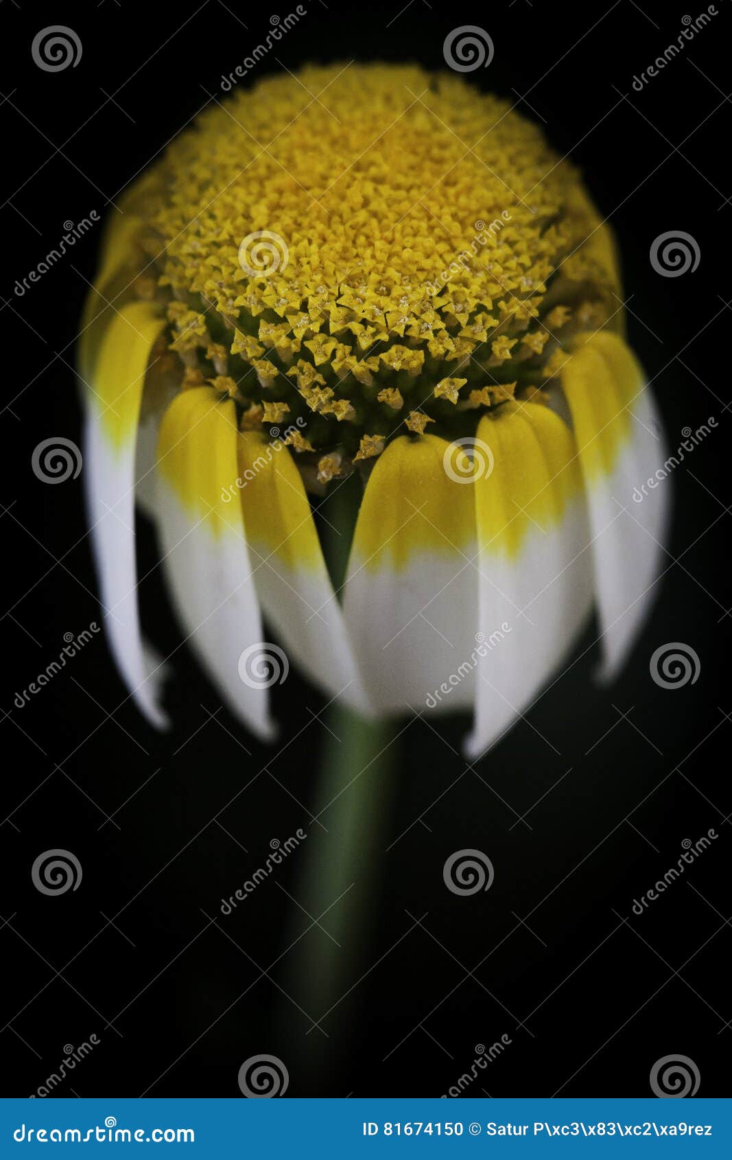 The sad flower stock photo. Image of vertically, petals - 81674150