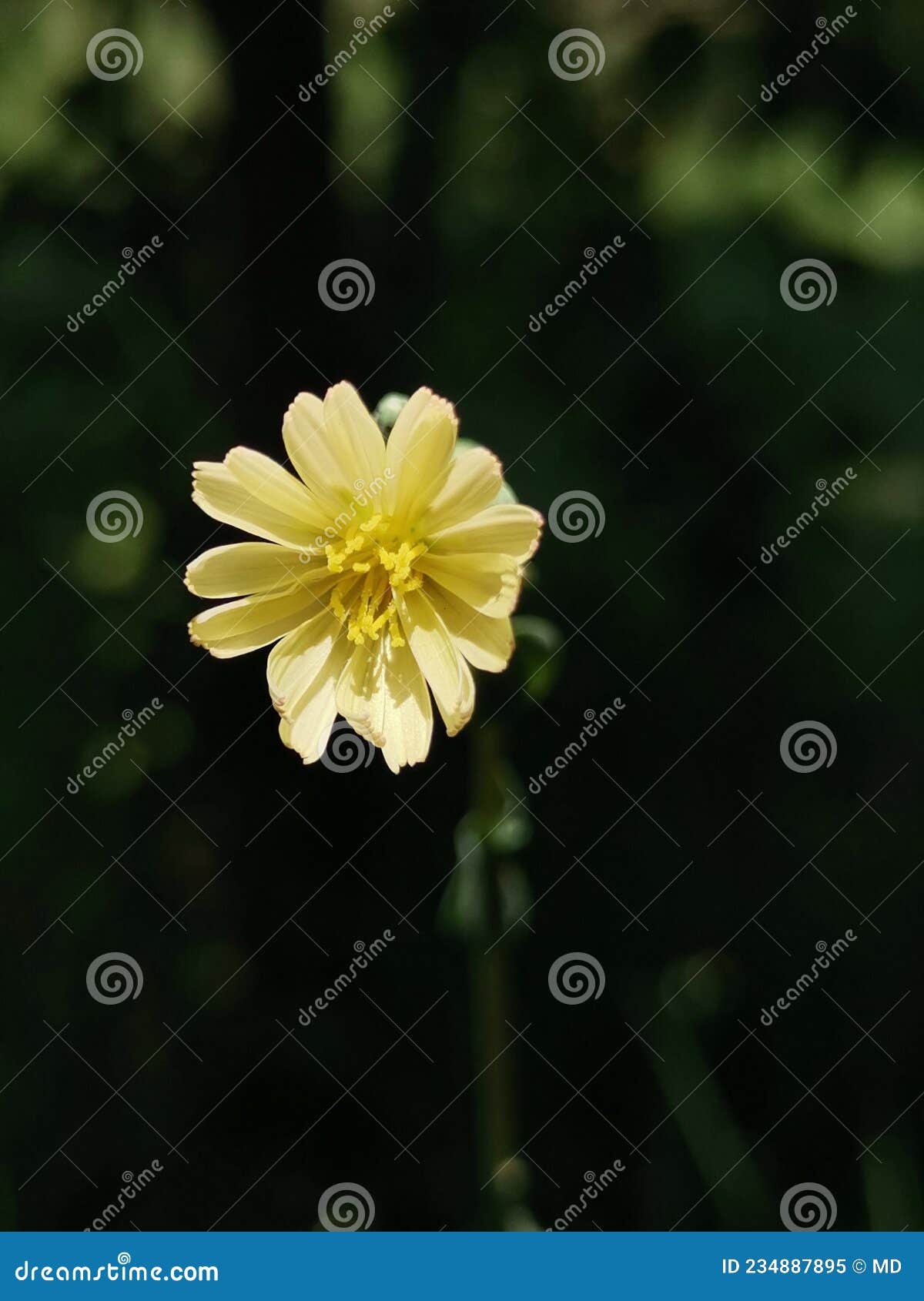 Sad Flower stock image. Image of herb, leaf, sunlight - 234887895