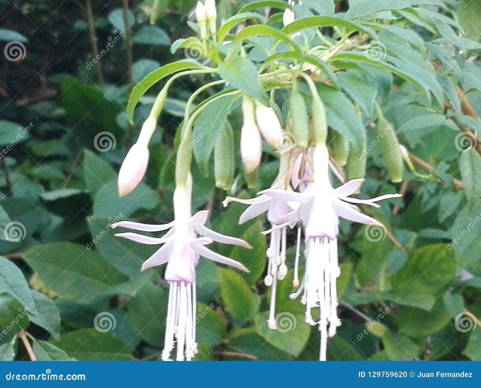 Sad flowers stock photo. Image of flowers, plants, green - 129759620