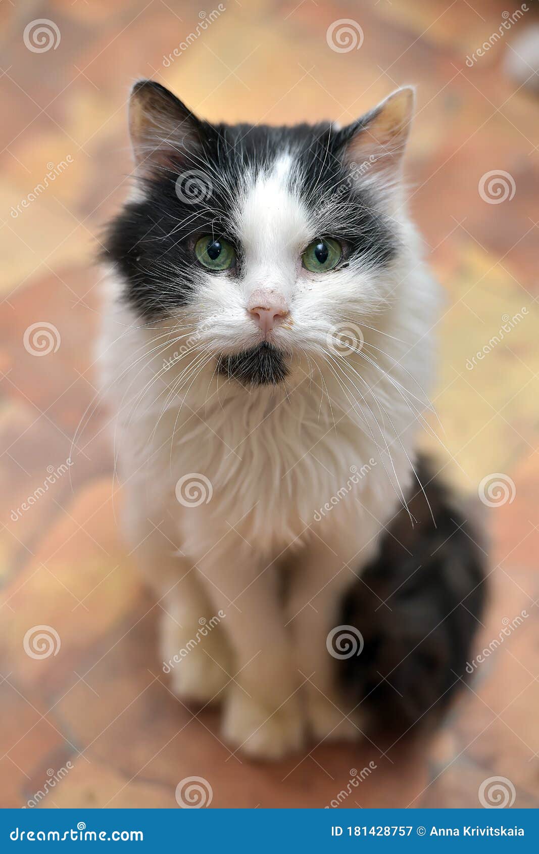 Sad Fluffy Black with White Cat Sitting Stock Image - Image of animal ...