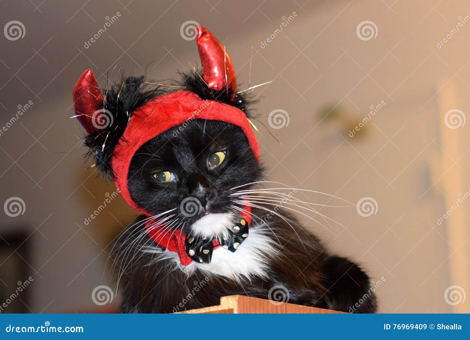 Sad Fluffy Devil Cat stock image. Image of attention - 76969409