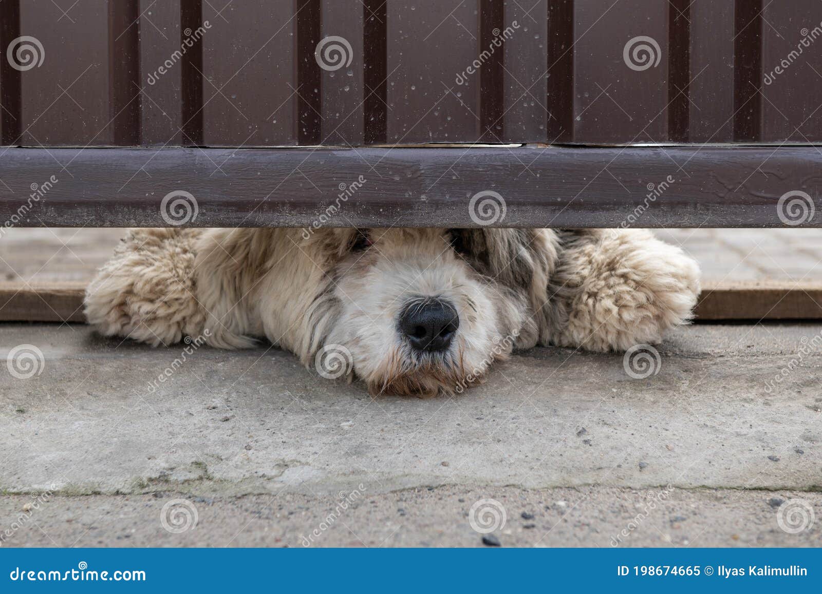 Sad Fluffy Dog Looking Out Under the Gates Stock Image - Image of ...