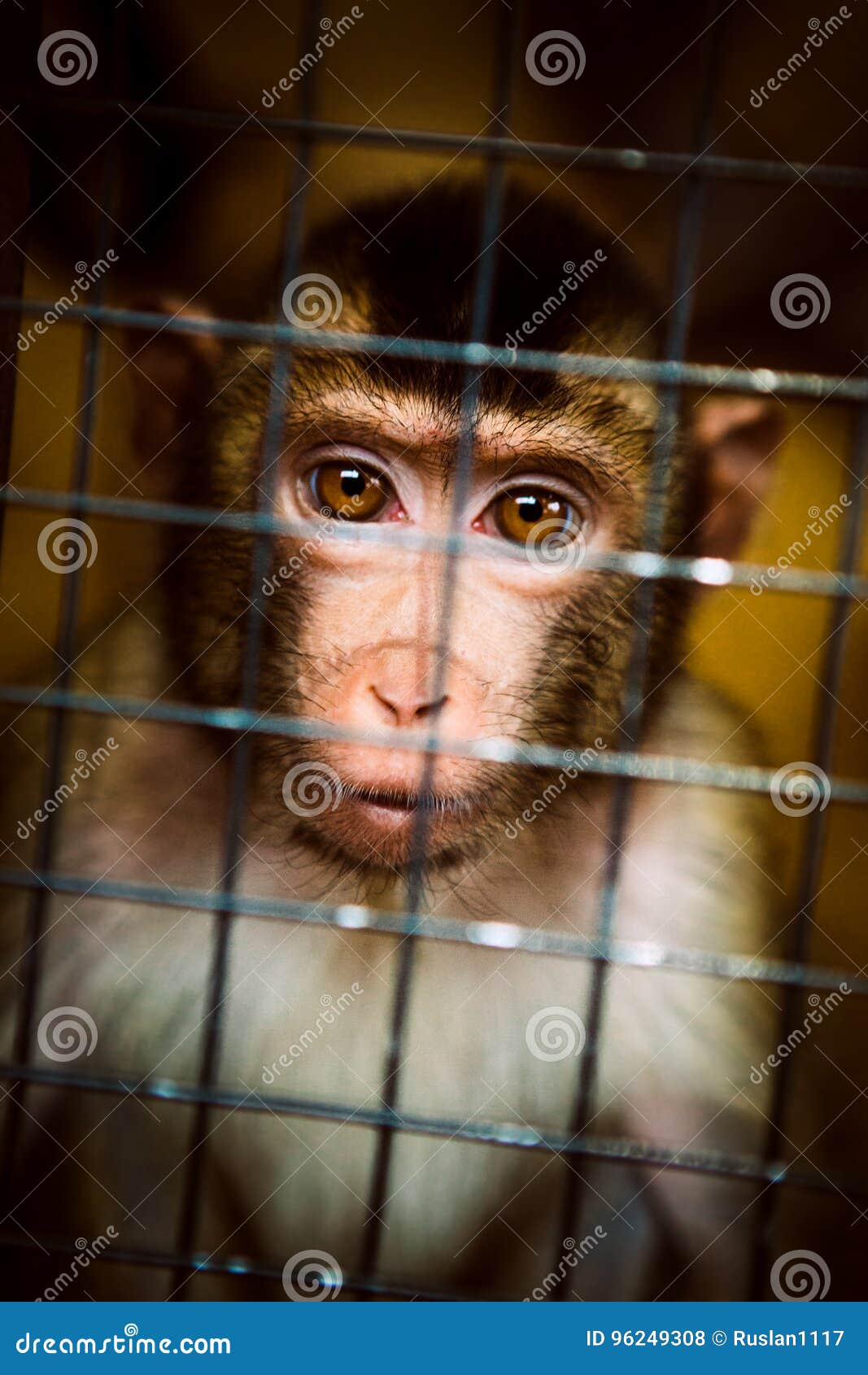 Monkey Cage Stock Photography | CartoonDealer.com #98505164