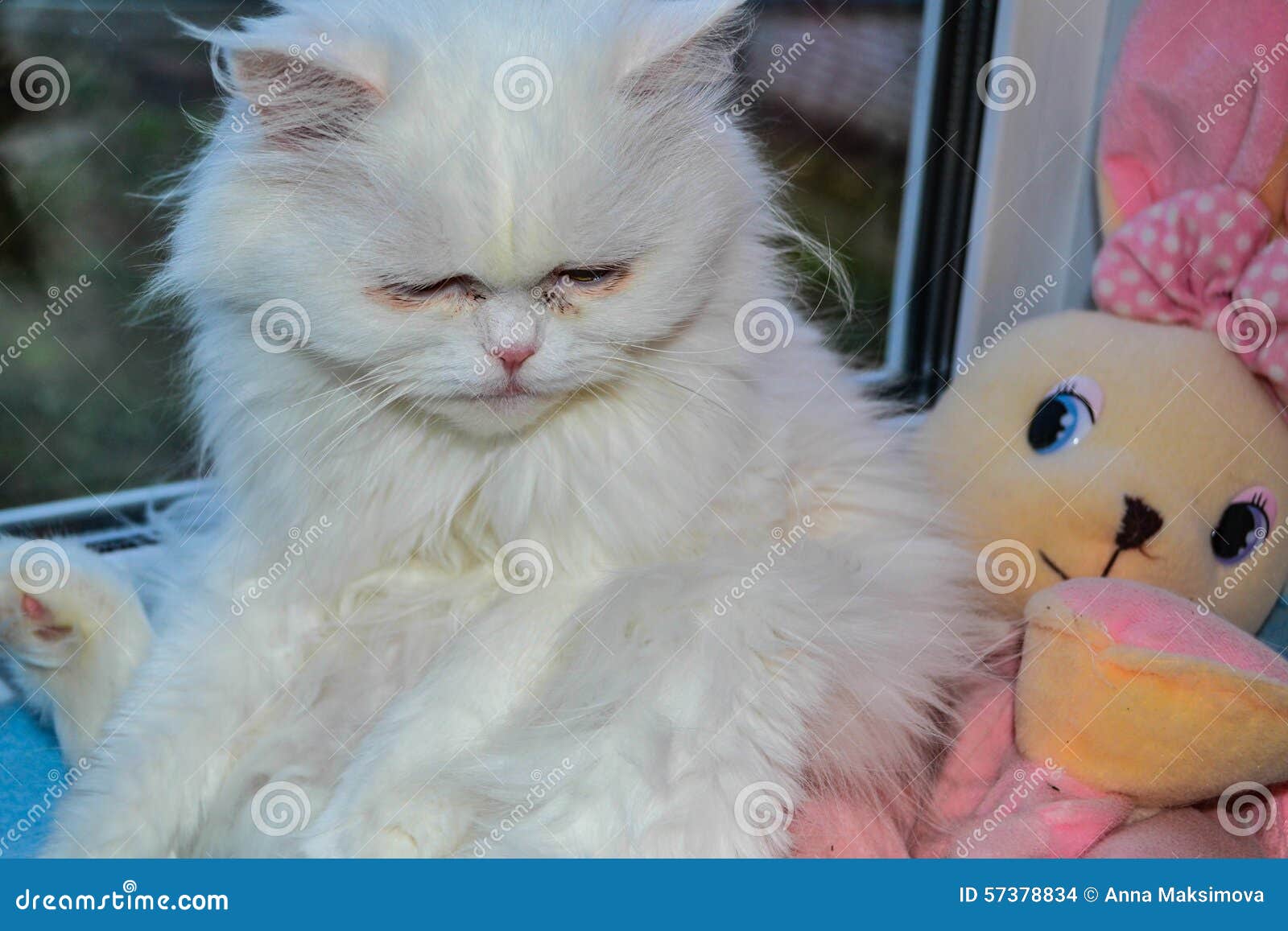 Sad fluffy Persian cat stock photo. Image of white, bunny - 57378834