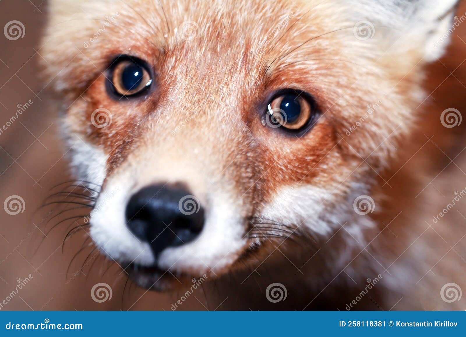 The Sad Fox Portrait stock image. Image of macro, look - 258118381
