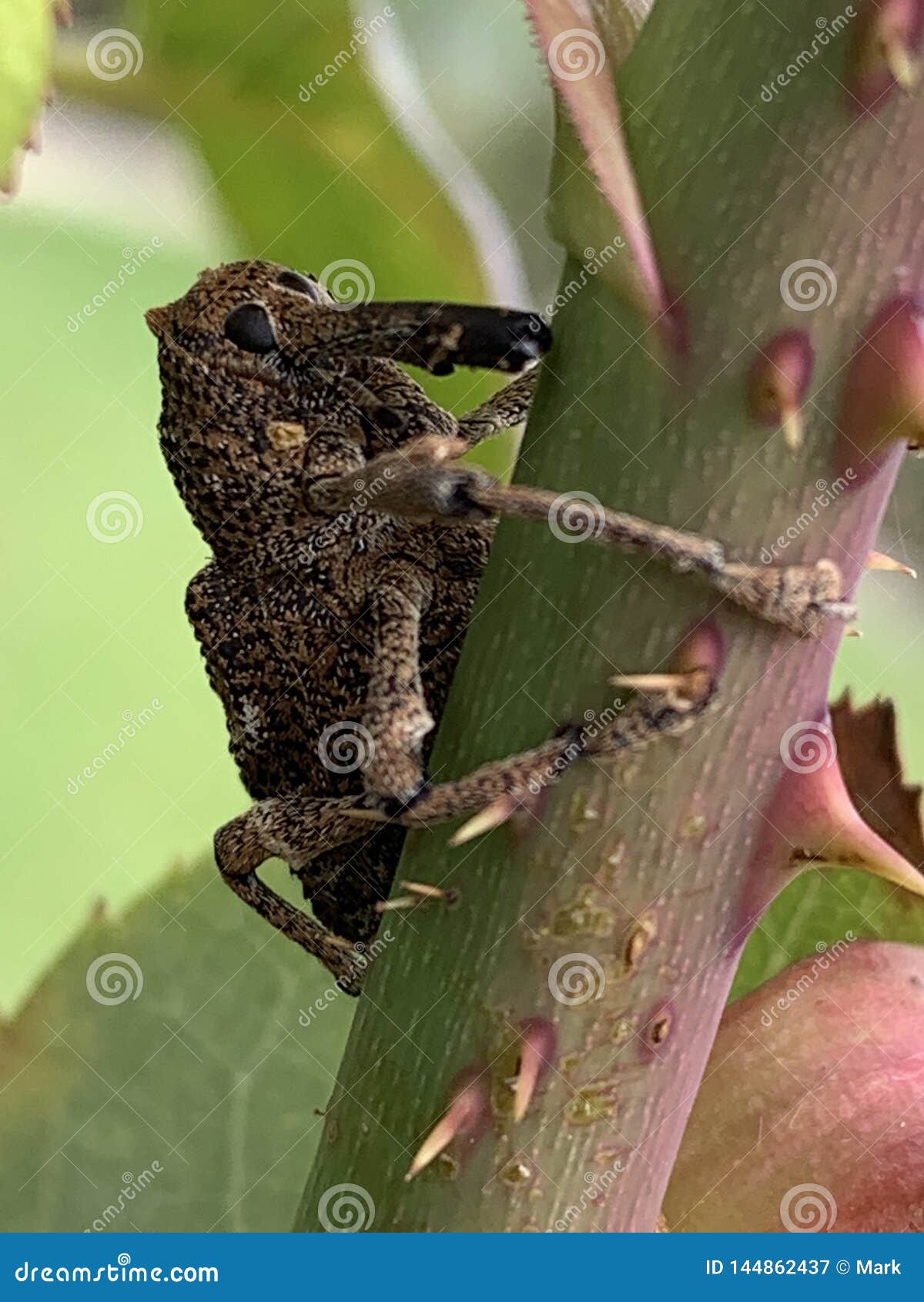 Pop goes the Weevil stock image. Image of life, weevil - 144862437