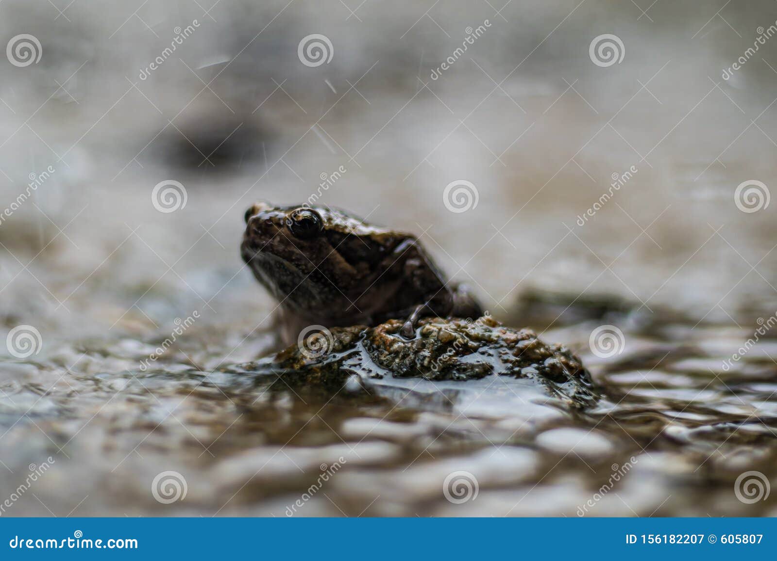 Sad Frog Sits Under Heavy Tropical Rain. Stock Image - Image of frog ...