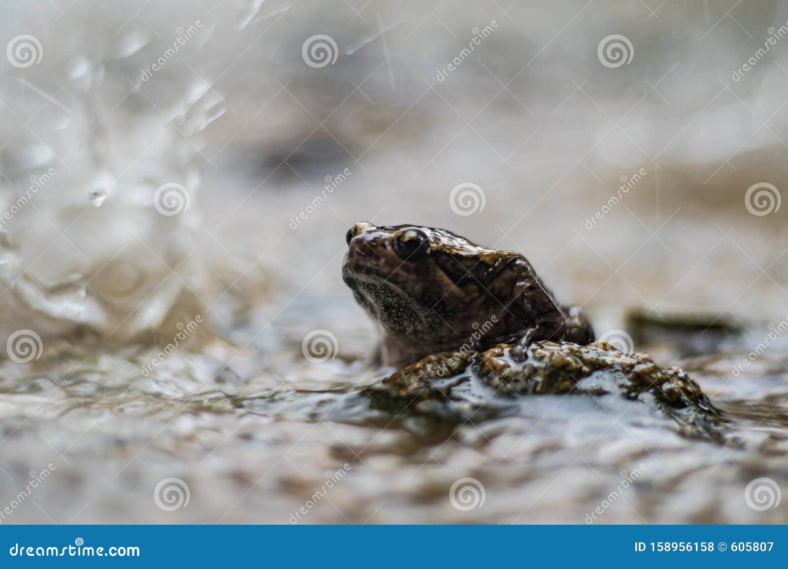 Sad Frog Sits Under Heavy Tropical Rain. Stock Photo - Image of eyes ...