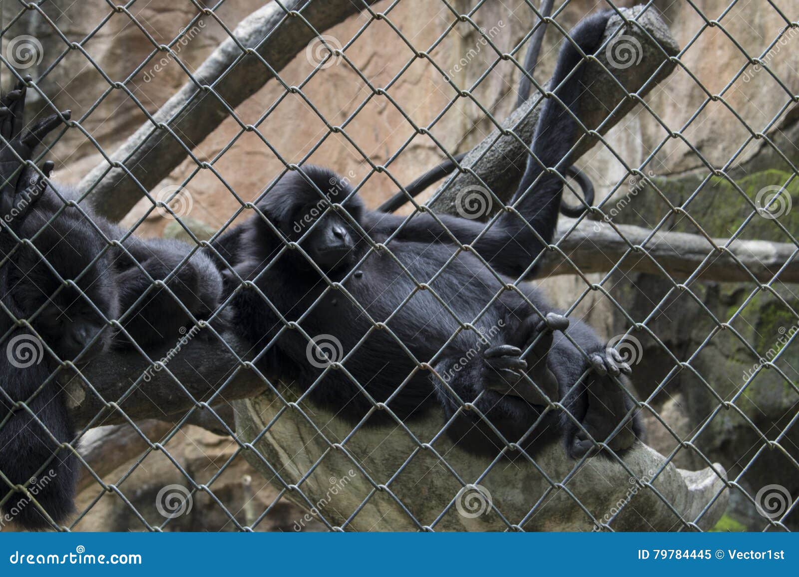 Sad Funny Monkey Inside Cage Stock Image - Image of animal, cage: 79784445